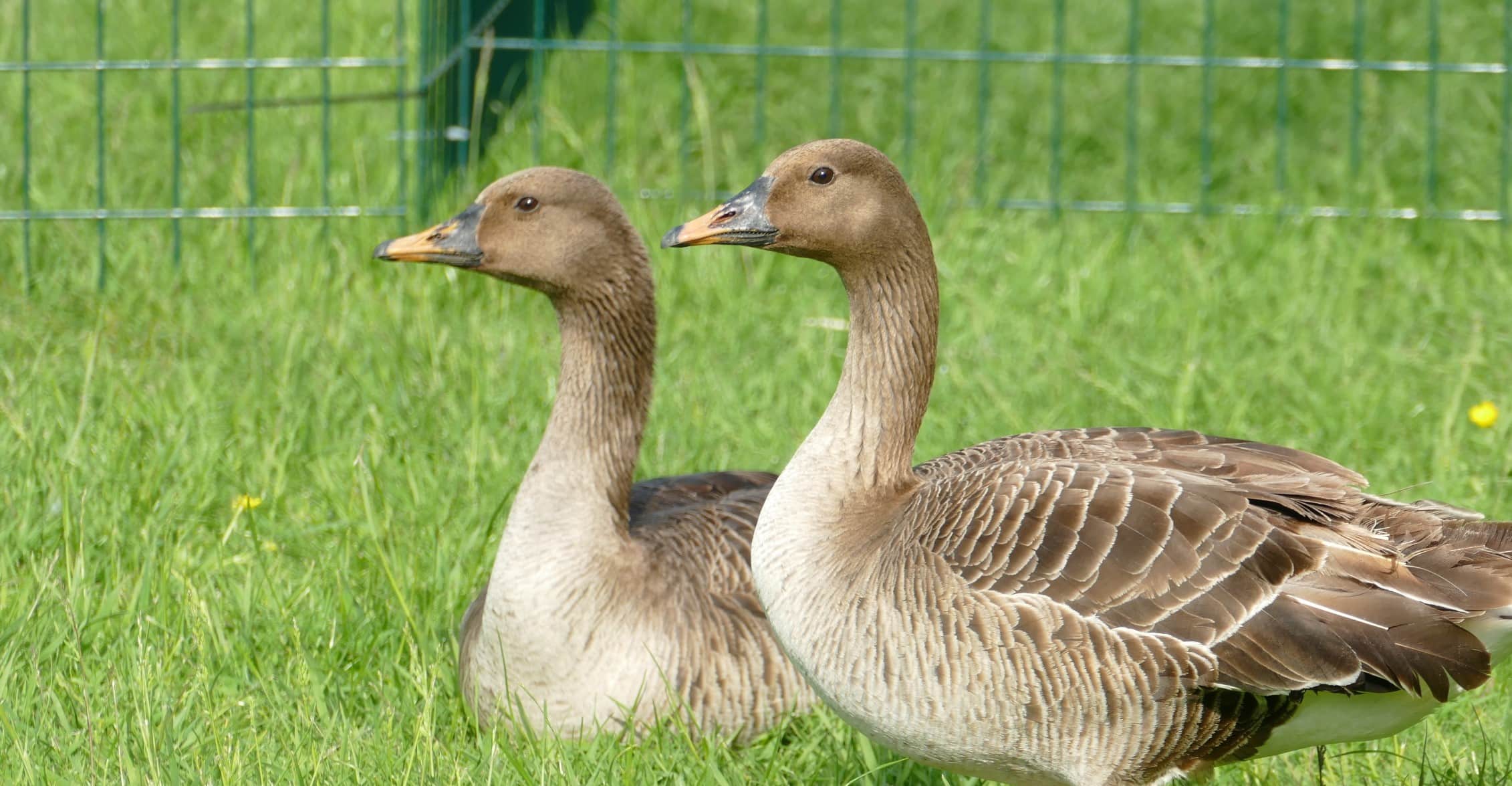 Paradijshof | De beste zorg voor uw neerhofdieren