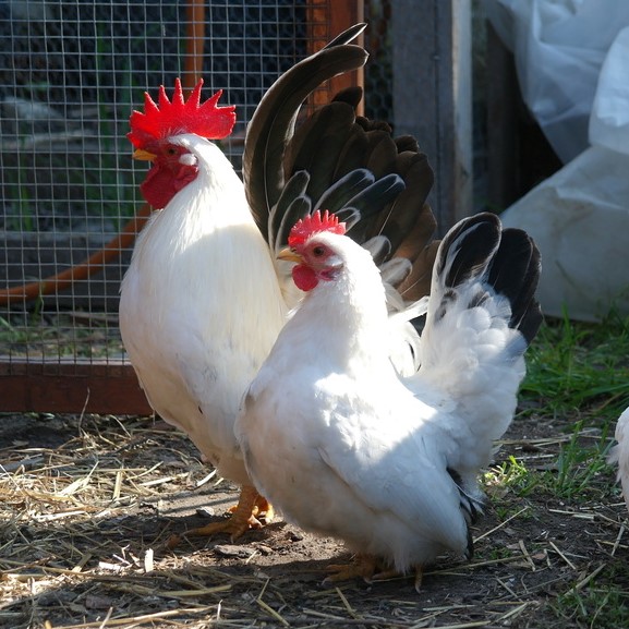 Chabo kriel – Paradijshof – voeder en toebehoren voor neerhofdieren